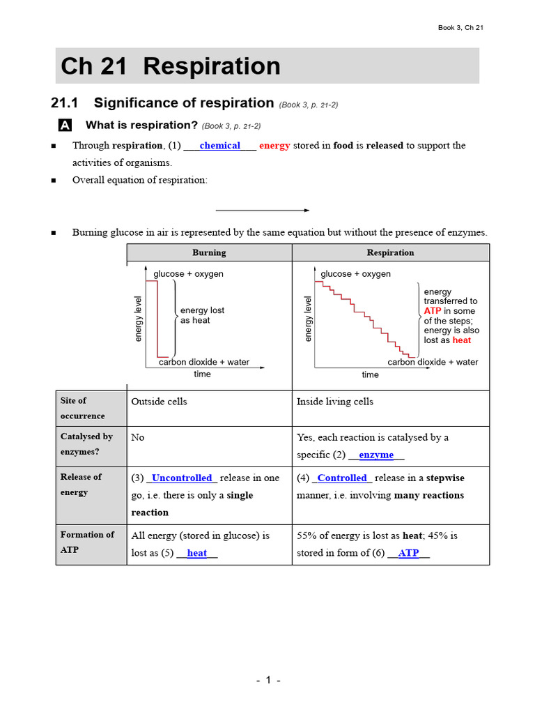 Understanding Cellular Respiration | PDF | Cellular Respiration ...