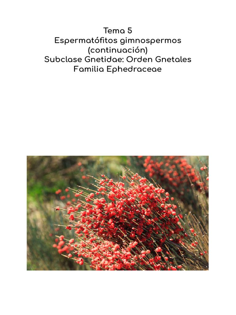 Gnetales: Características y Reproducción | PDF | Botánica | Organismos