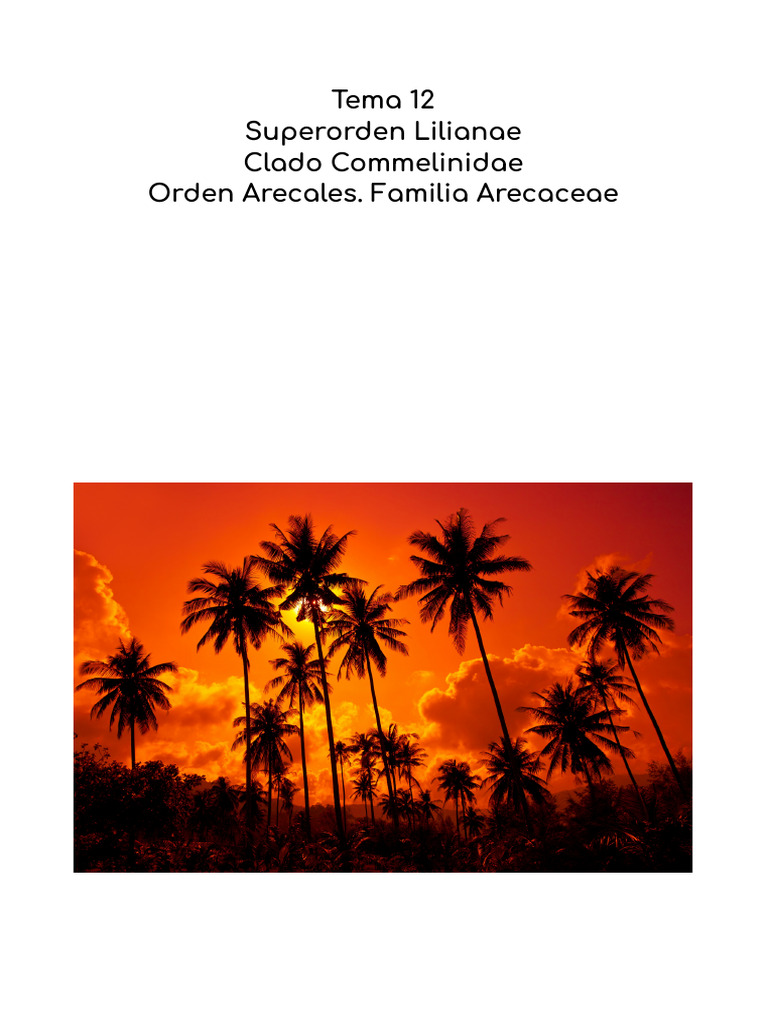 Tema 12. Superorden Lilianae. Clado Commelinidae. Orden Arecales. Familia Arecaceae | PDF ...