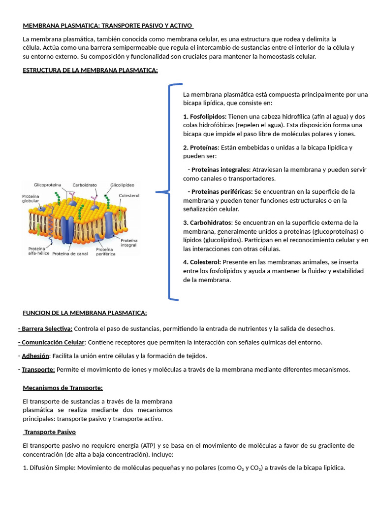 Membrana Plasmatica | PDF | Metabolismo | Membrana celular
