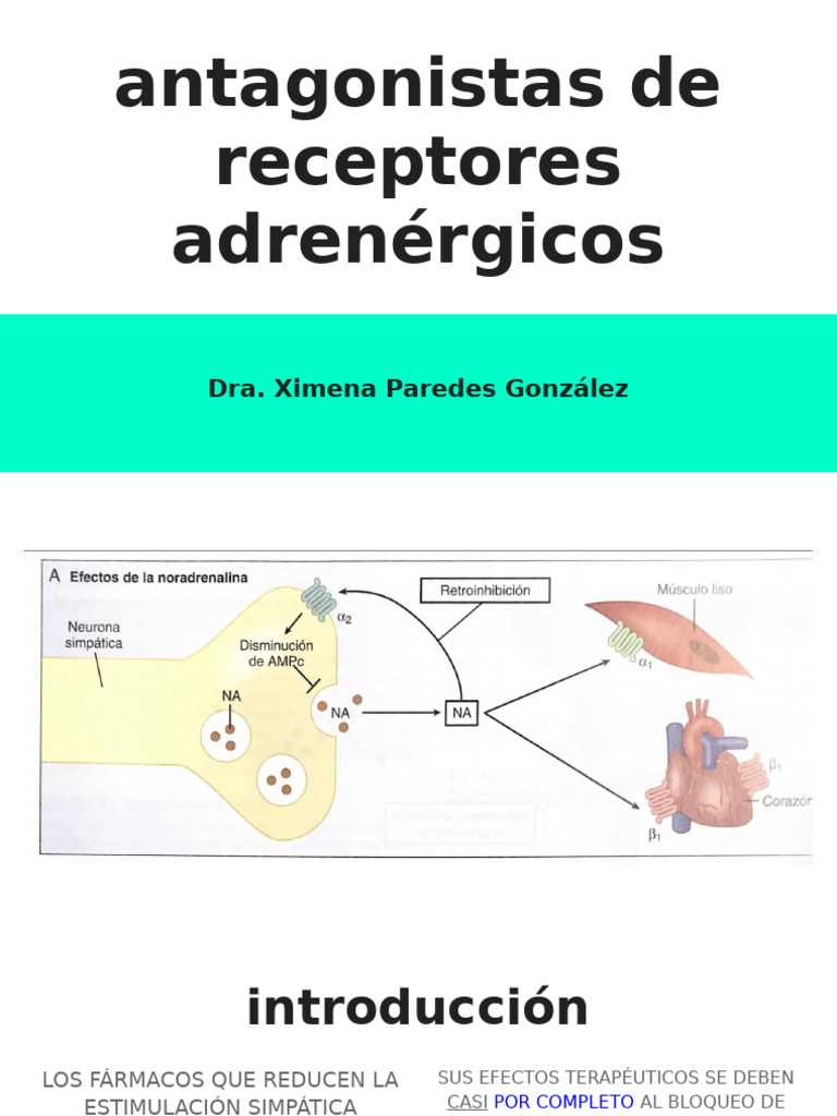antagonistas de receptores adrenérgicos | PDF | Especialidades Medicas | Farmacología