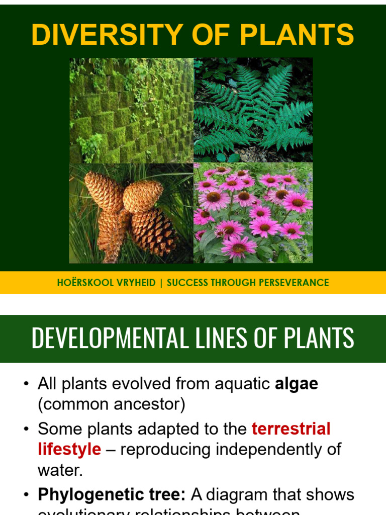 LFSC11 - 02.0 Intro To Plant Biodiversity | PDF