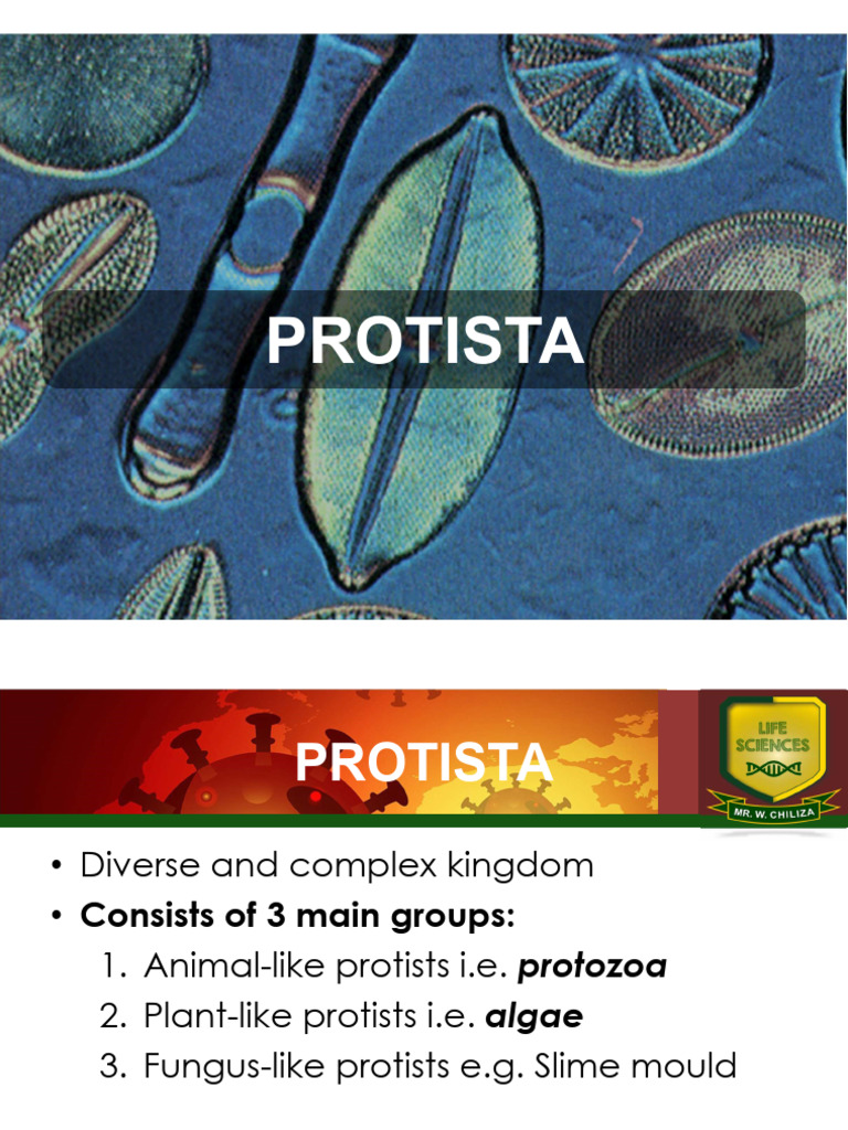 LFSC11 - 01.3 Protista | PDF