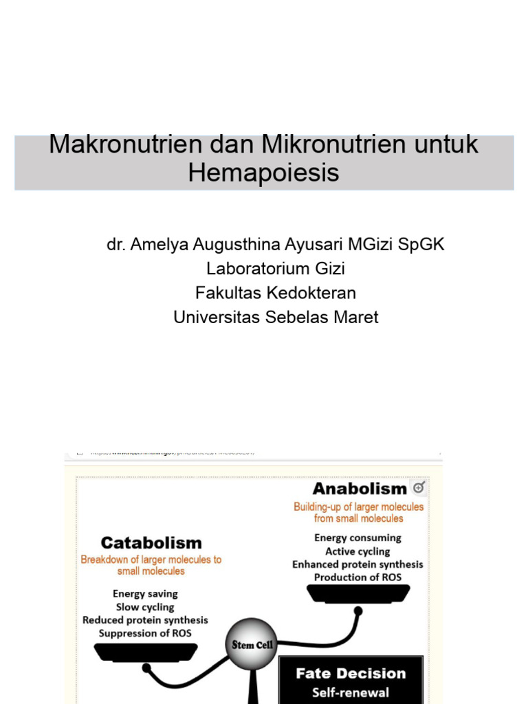 5_Makronutrien dan Mikronutrien untuk Hemapoiesis_dr. Amel.pptx | PDF | Hematopoietic Stem Cell ...