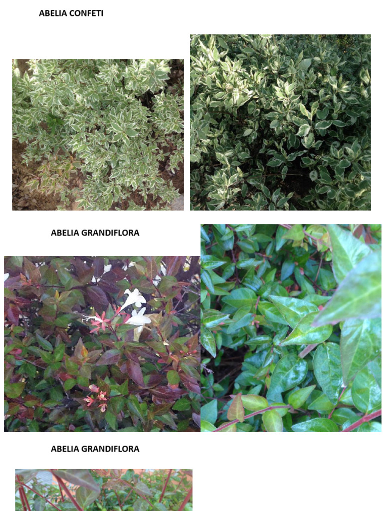 Plantas Ornamentales y Arbustos Comunes | PDF