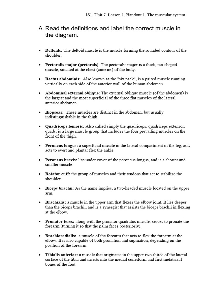 IS1 - Unit 7 - Lesson 1 - Handout 1 - The Muscular System | PDF ...
