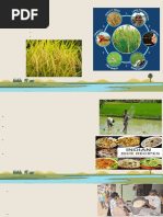 1 Morphology of The Rice Plant | PDF | Rice | Plants