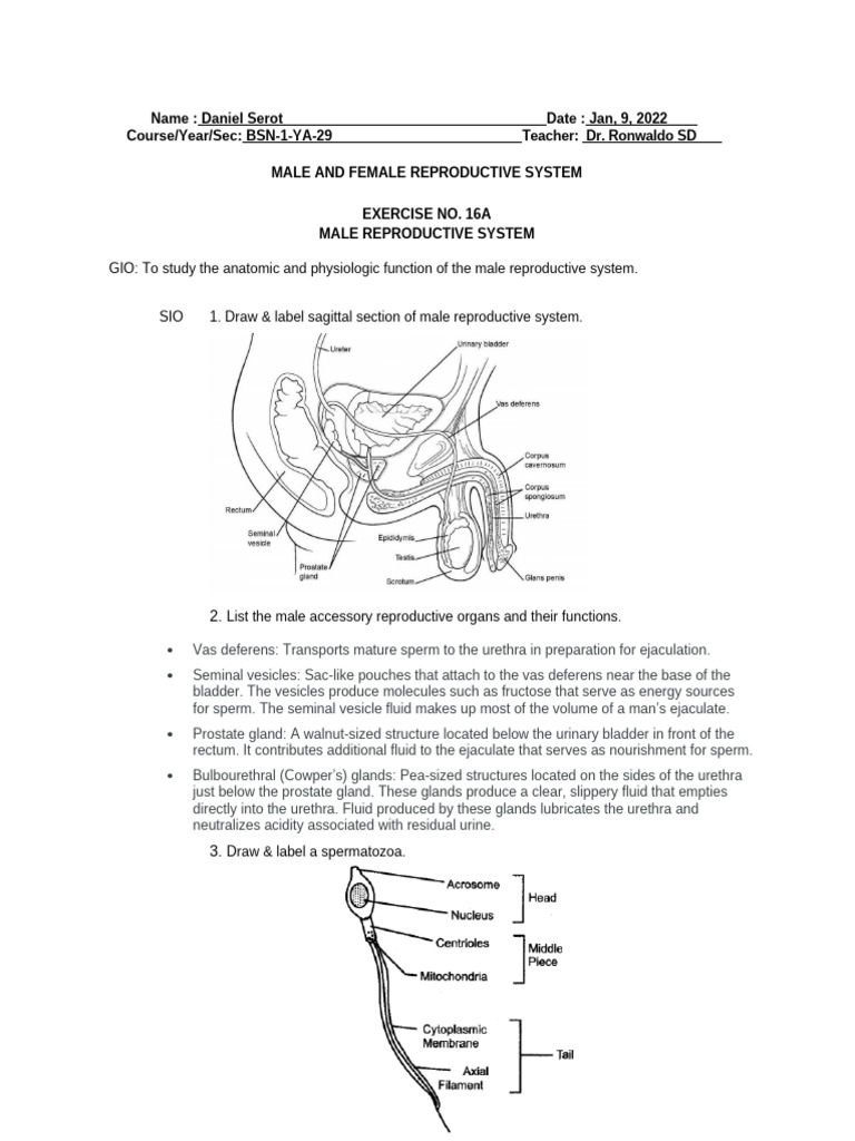 WEEK 17 LAB EXERCISE - Reproductive System (Male & Female) | PDF ...