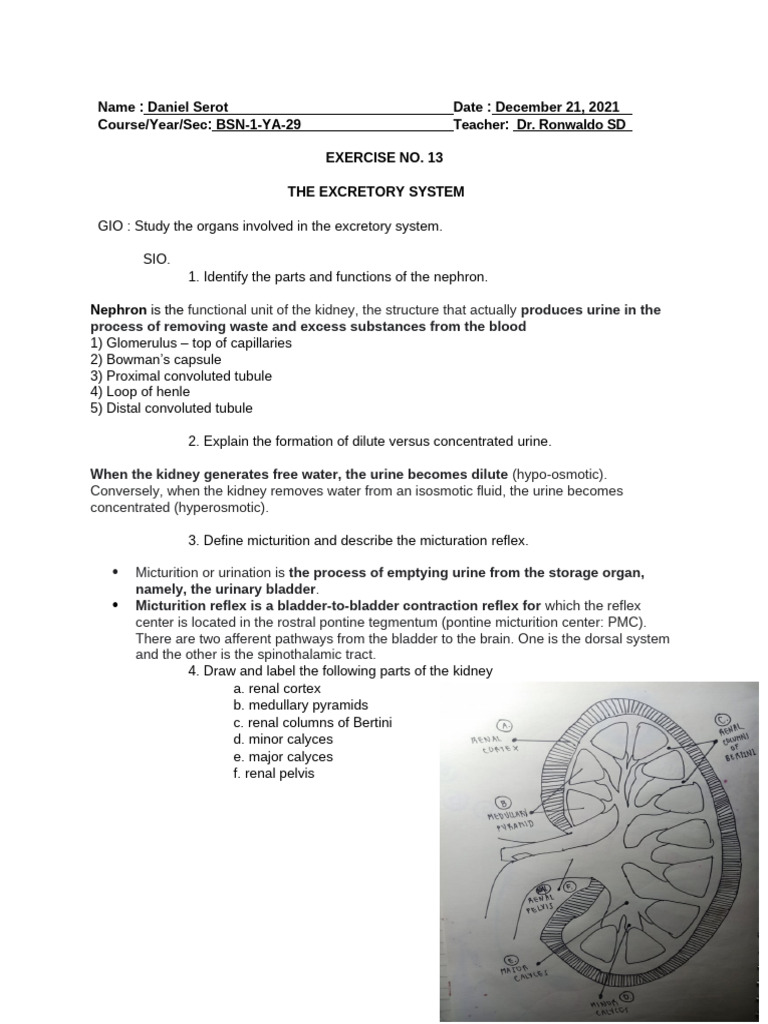 WEEK 14 LAB EXERCISE - Urinary System | PDF