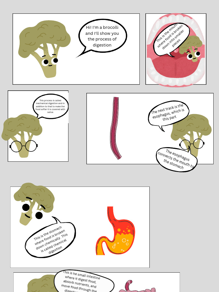 Blank 4 Panel Comic Strip | PDF | Biology | Digestive System