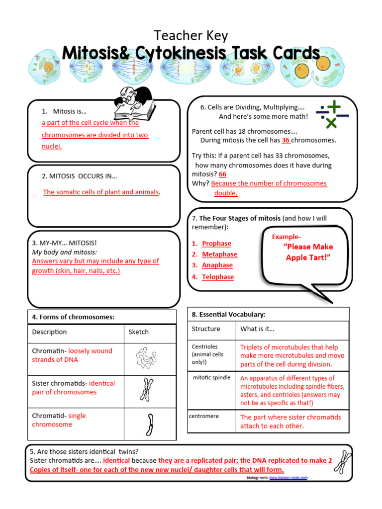 Mitosis Task Cards KEY | PDF | Mitosis | Cell (Biology)