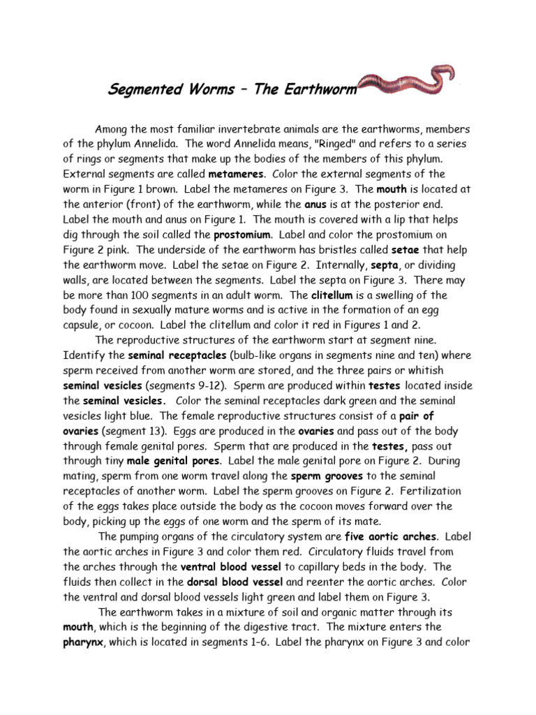 Mayah August - Segmented Worms | PDF | Biology | Zoology