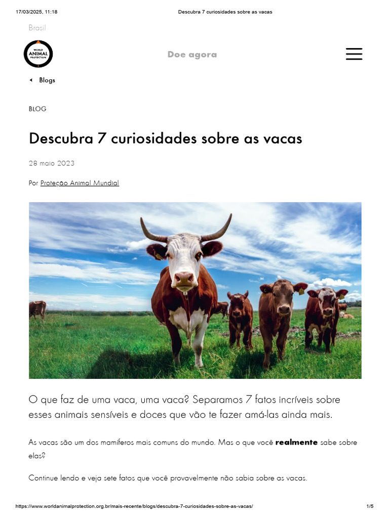 Descubra 7 Curiosidades Sobre As Vacas | PDF | Gado