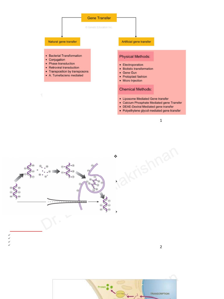 Physical Gene Transfer Methods Explained | PDF | Transfection | Cell ...