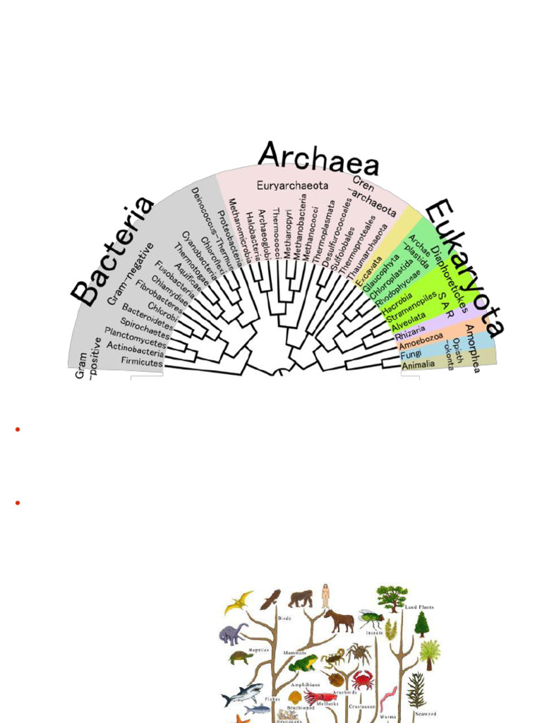 Understanding Phylogenetic Trees and Taxonomy | PDF | Phylogenetic Tree ...