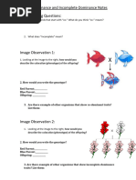 Incomplete & Codominance Practice Problems (2025) | PDF | Dominance ...