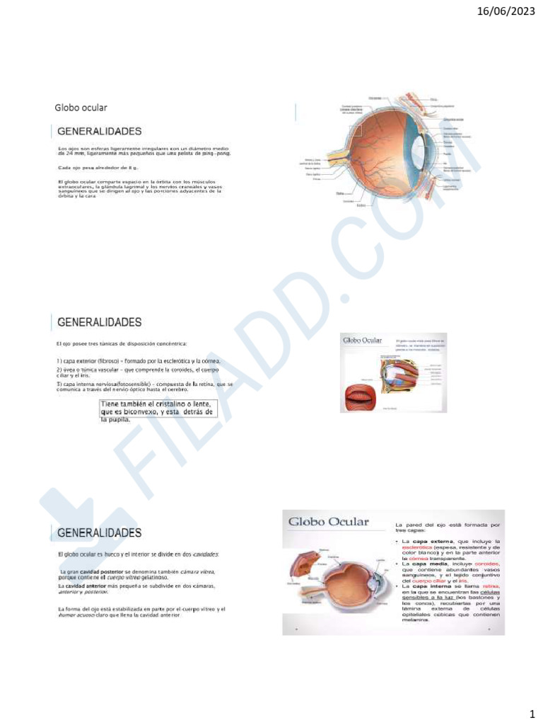 Anatomia del ojo | PDF