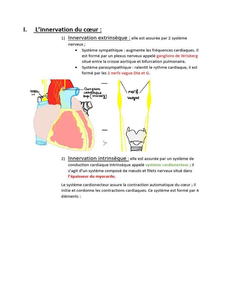 Trajet de l'aorte et innervation cardiaque | PDF | Aorte | Système ...
