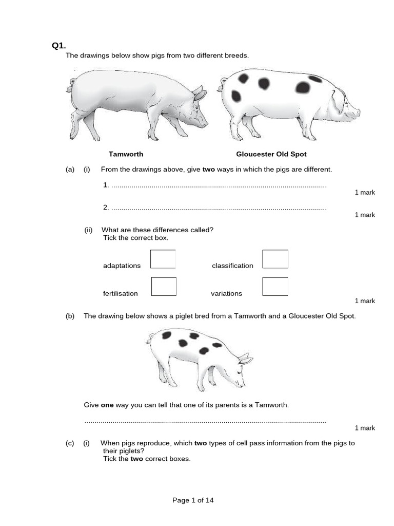 Inheritance Revision Questions | PDF | Cattle | Genetics