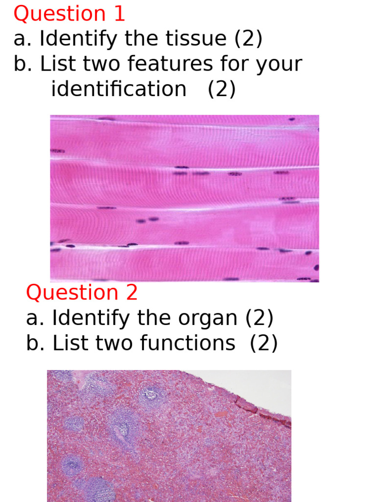 Tissue and Organ Identification Guide | PDF