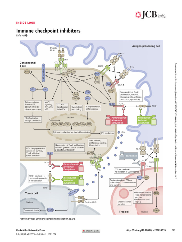 Immune Checkpoint Inhibitors 21 | PDF | T Cell | Cell Signaling