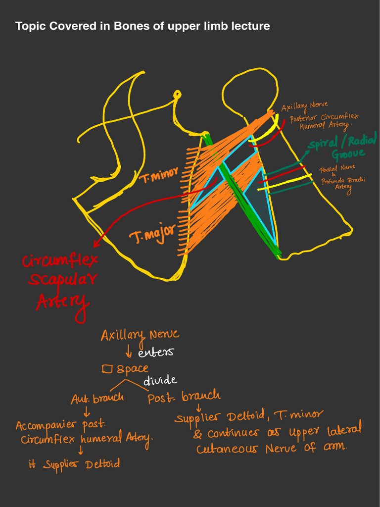 Posterior Circumflex | PDF