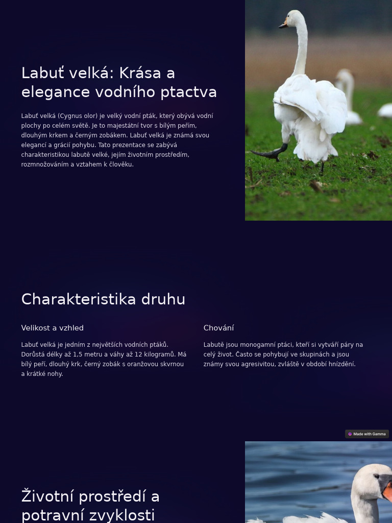 Labut Velka | PDF