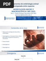 Atlas Del Desarrollo Embrionario Del Perro Embriologia - Compress | PDF ...