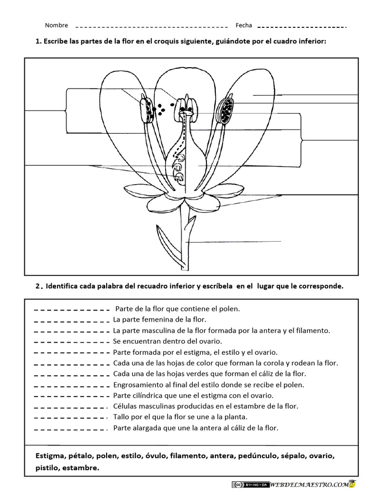 Partes de Una Flor | PDF