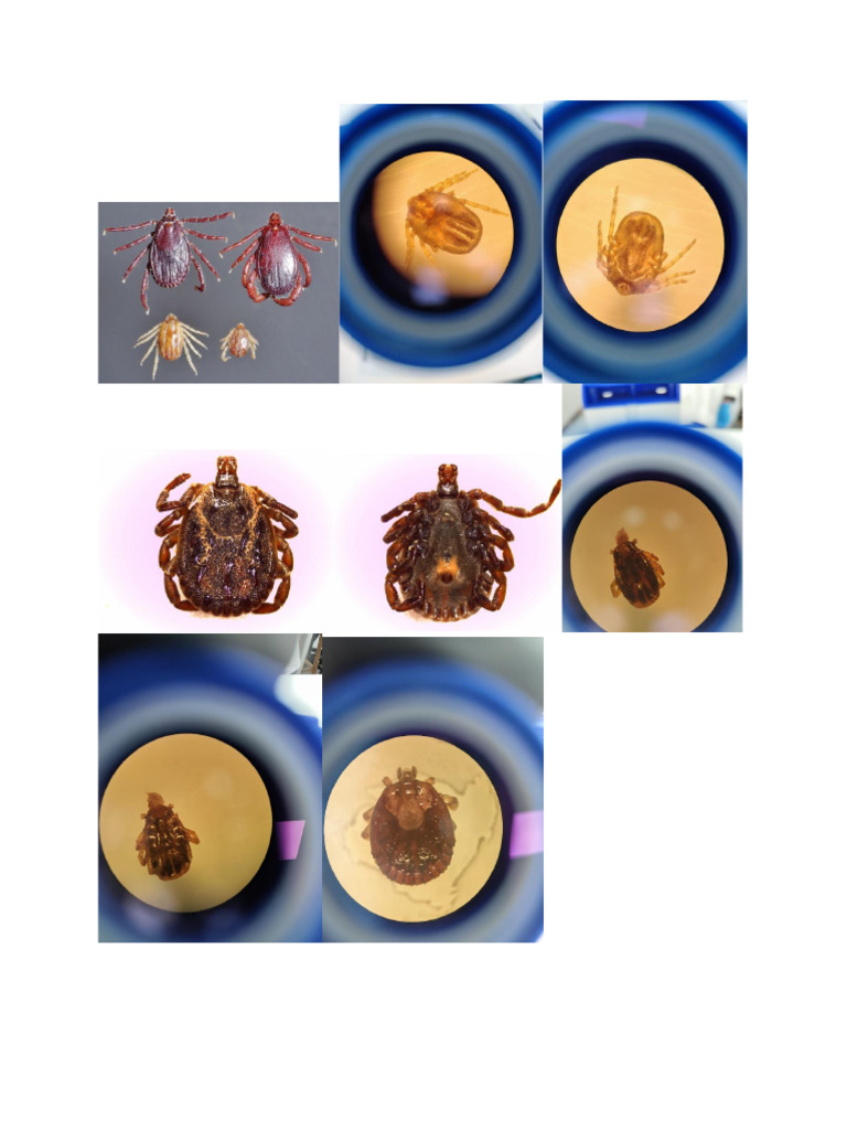 Garrapatas | PDF