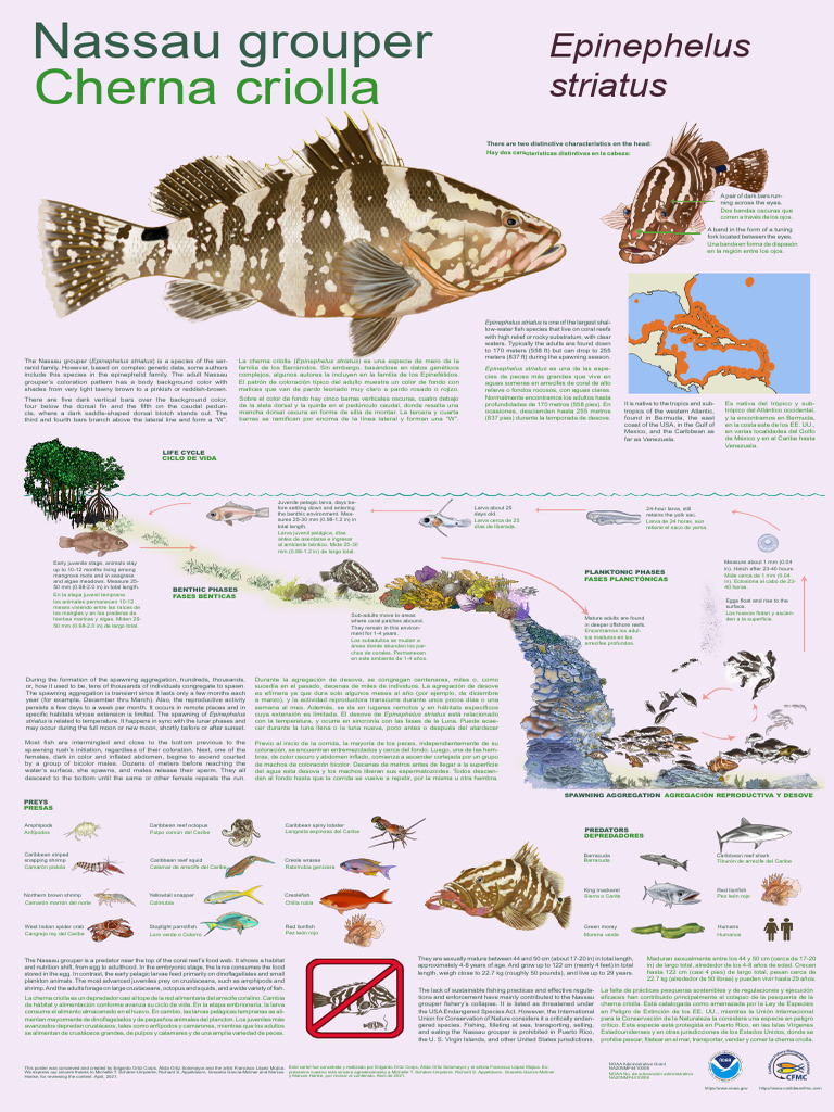 Nassaugrouper Poster Noaa CFMC | PDF | Biología