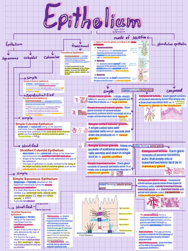 HIHD Epithelium | PDF