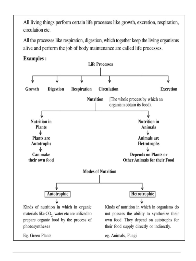 Grade 10 Biology Capsule | PDF | Ecosystem | Food Web