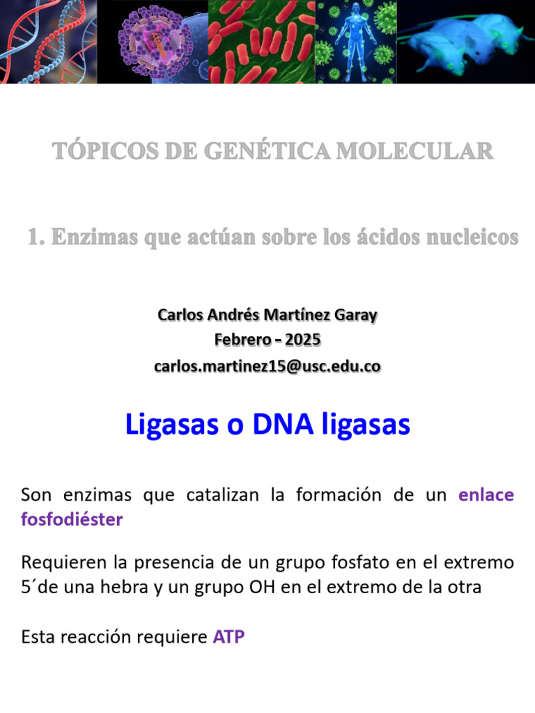 Enzimas en Genética Molecular: Funciones y Aplicaciones | PDF | Adn ...