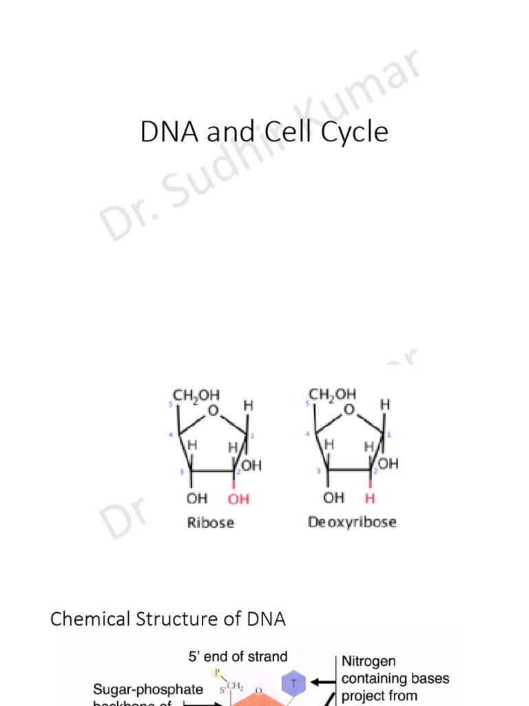DNA and Cell Cycle - 231102 - 122826 | PDF | Meiosis | Mitosis