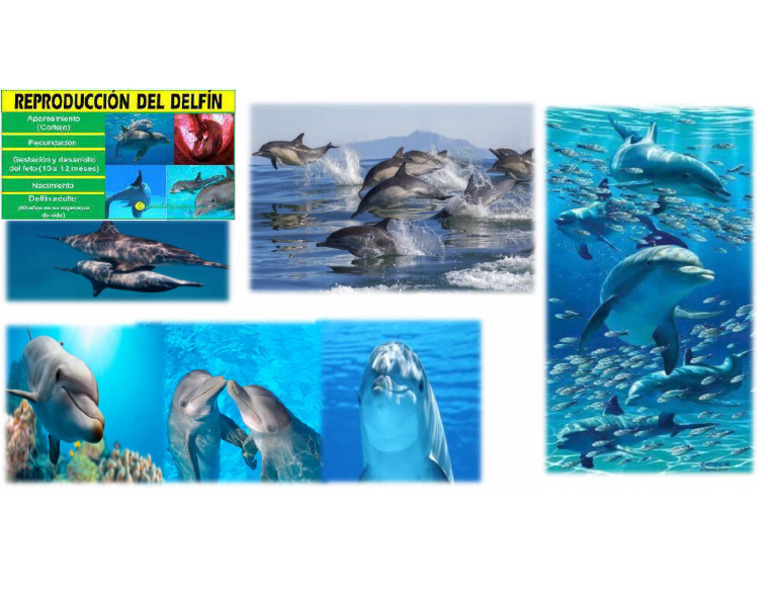 Exp Delfin Imprimir | PDF