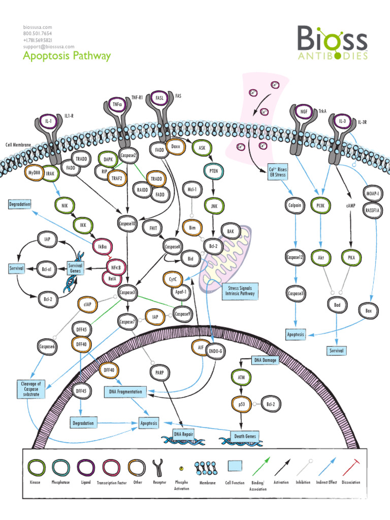 Apoptosis Pathway Drawn | PDF | Apoptosis | Biological Processes