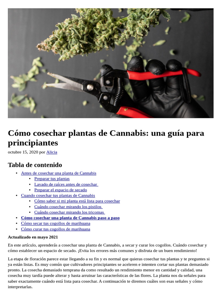 Cannabis | PDF | Cannabis (Droga) | Fertilizante