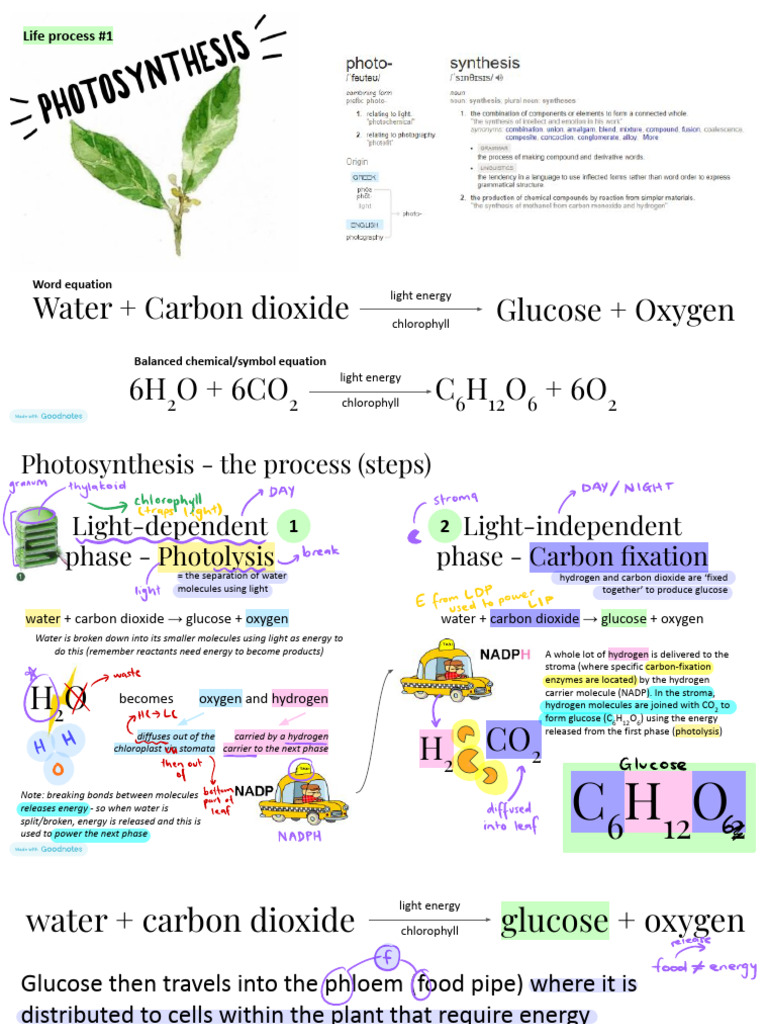 Biology Photosynthesis Notes | PDF | Glucose | Photosynthesis