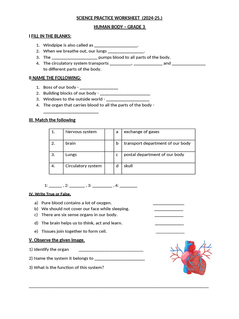 Practice WORKSHEET - Human Body - RA2 GRADE 3 | PDF | Respiratory ...