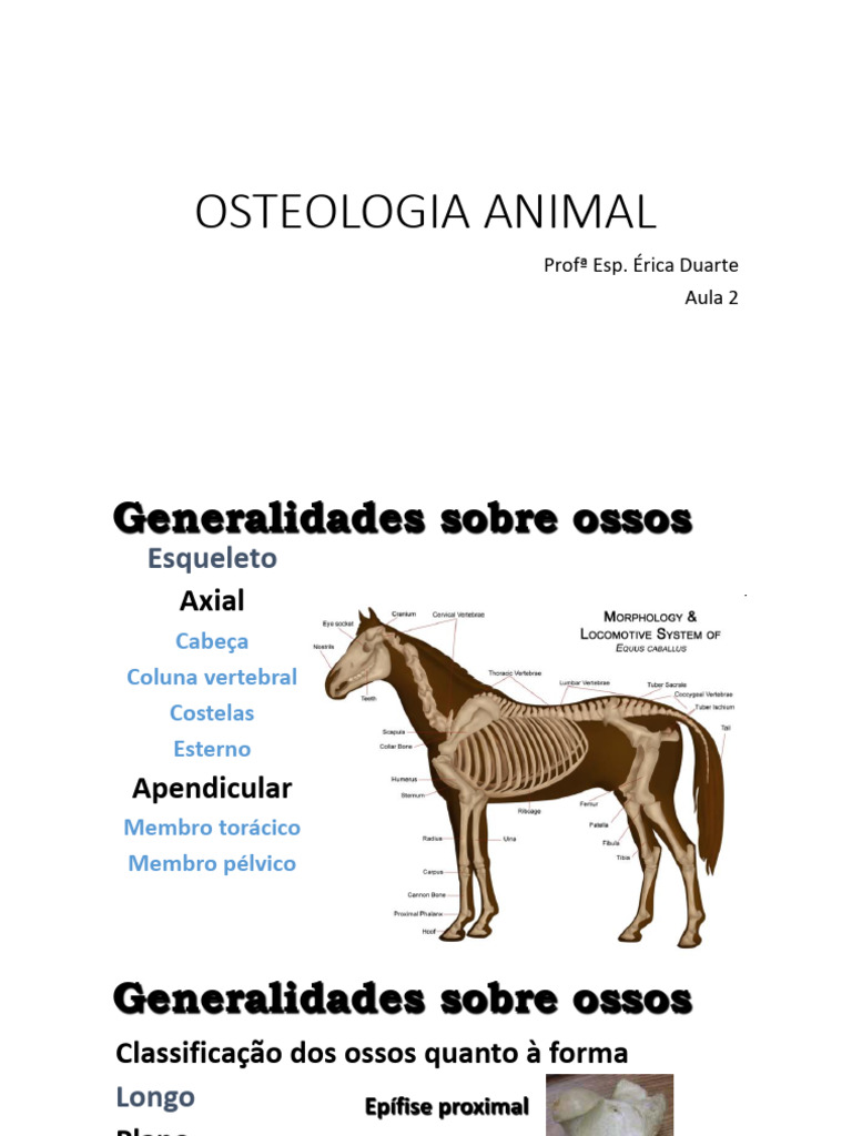 AULA_2.1_OSTEOLOGIA | PDF