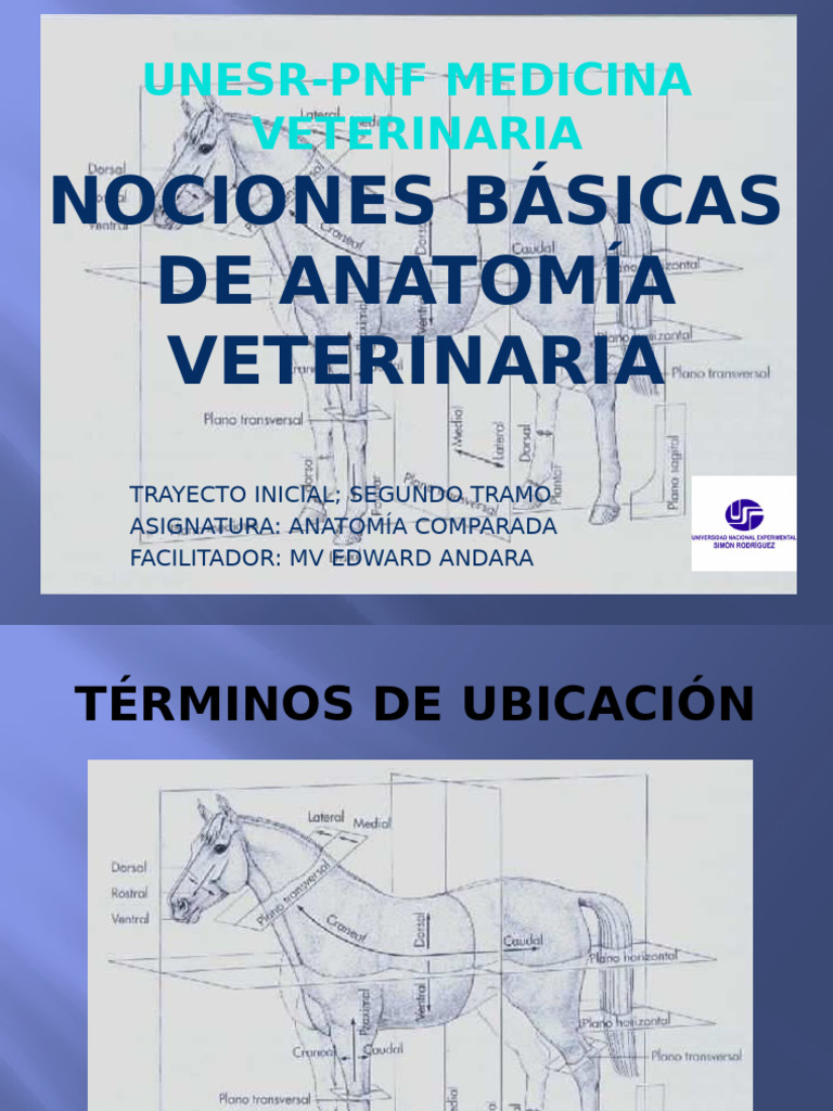 Terminos de Anatomia | PDF | Articulación | Sistema musculoesquelético