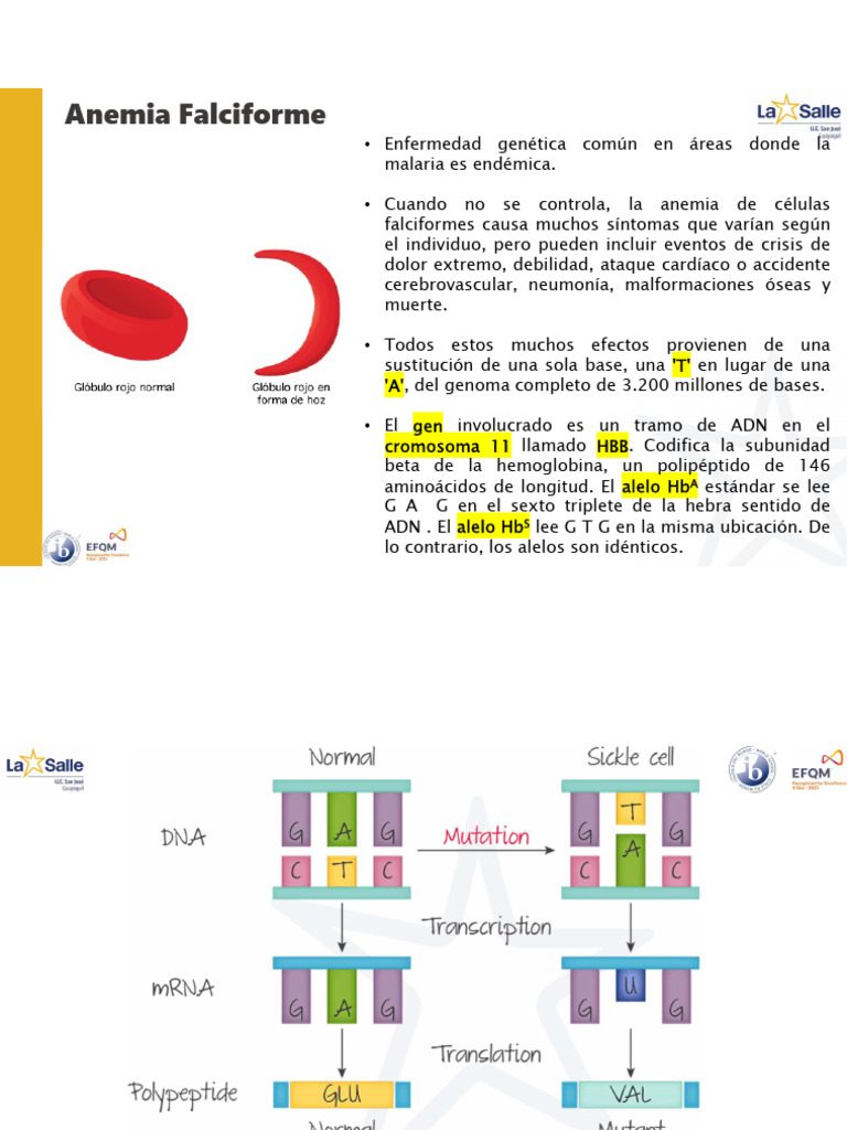 3.1. Génetica - Genes - Anemia Falciforme | PDF