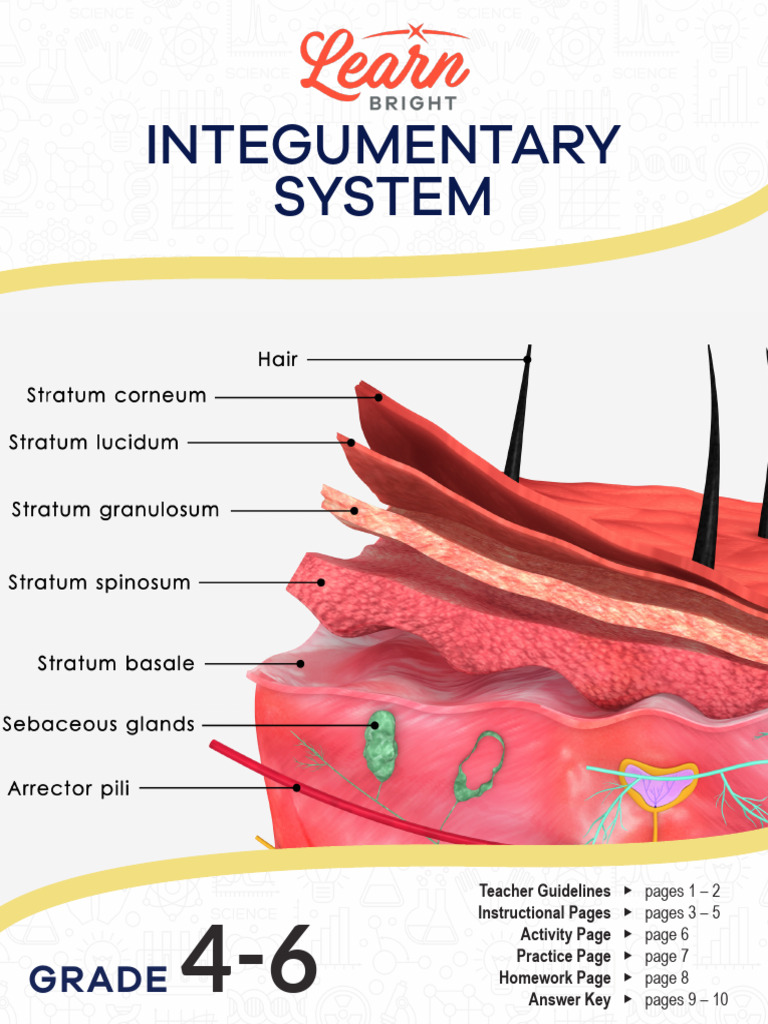 Integumentary System 1 | PDF