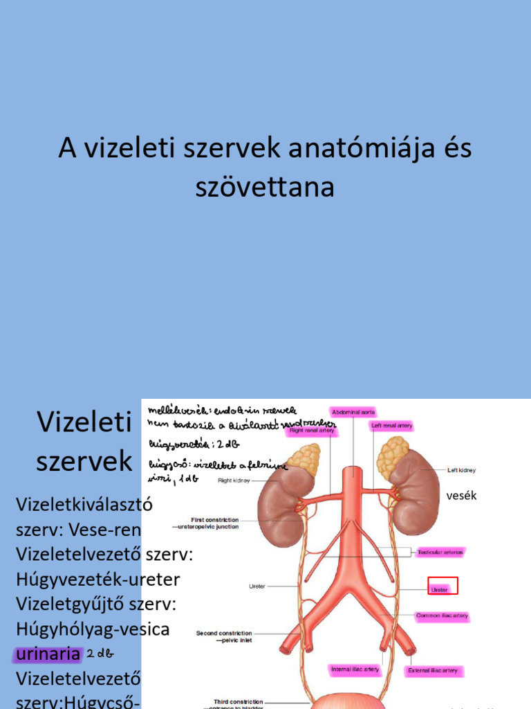 A Vizeleti Szervek Anatómiája És Szövettana | PDF