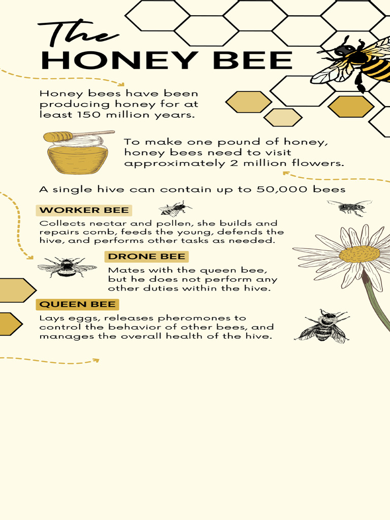 The Honey Bee Educational Infographic Yellow Illustrated - 20250318 ...