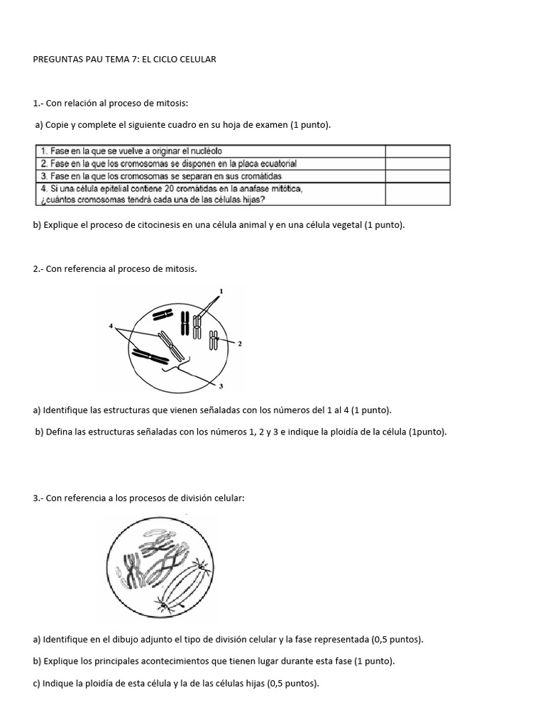 Preguntas PAU sobre el Ciclo Celular | PDF | Mitosis | Mitosis