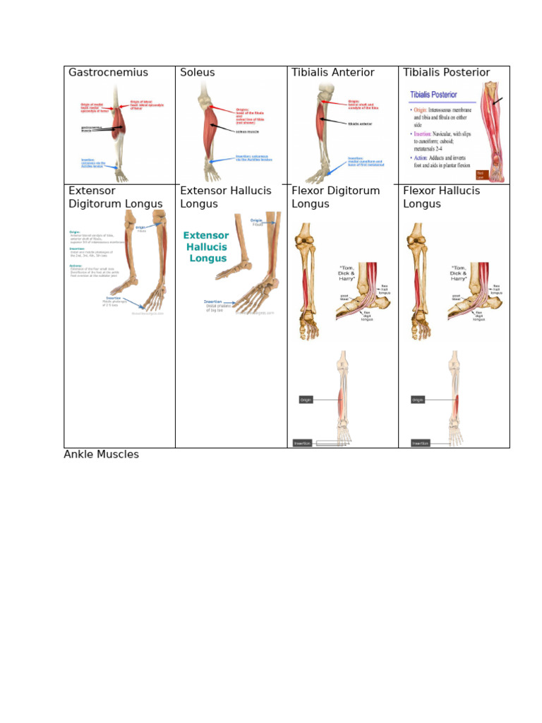 Ankle Muscles Chart | PDF