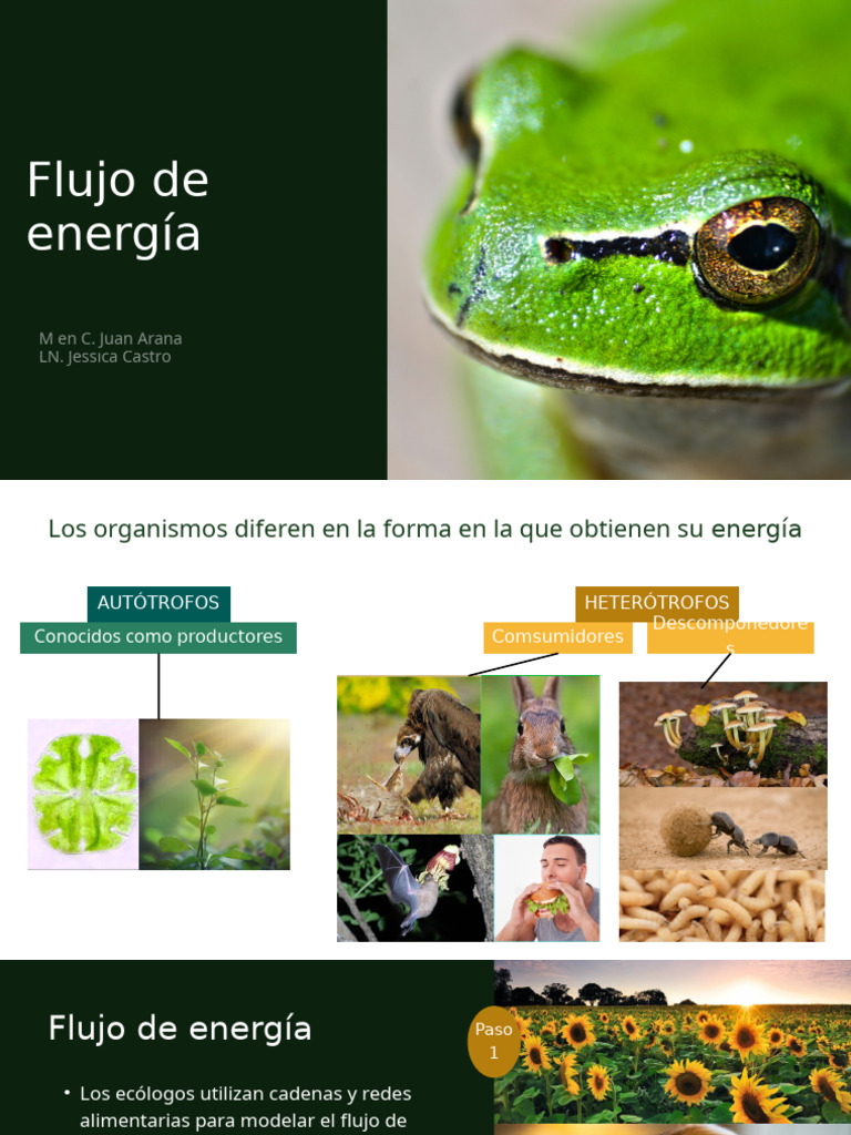 Flujo de energía en ecosistemas: modelos y niveles | PDF