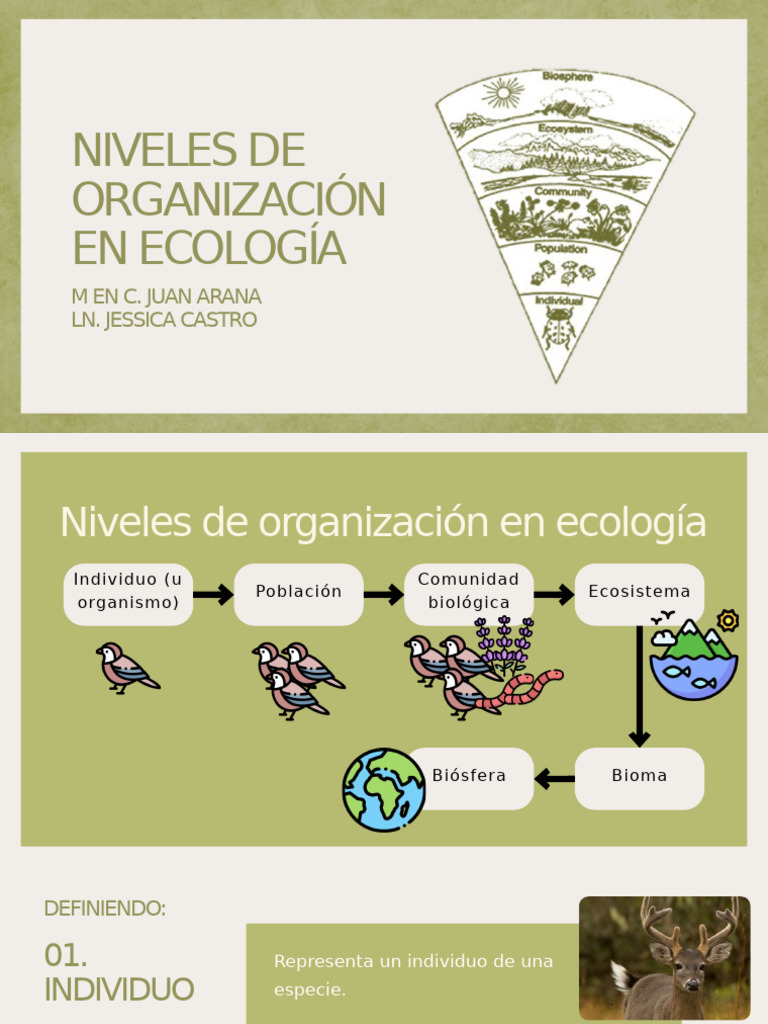 02 - Niveles de Organización en Ecología | PDF | Ecosistema | Ecología